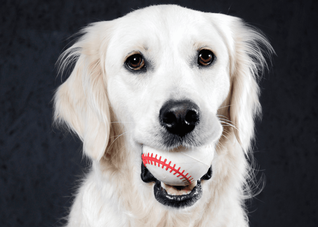 The Best Baseball Inspired Name Ideas For Your New Dog