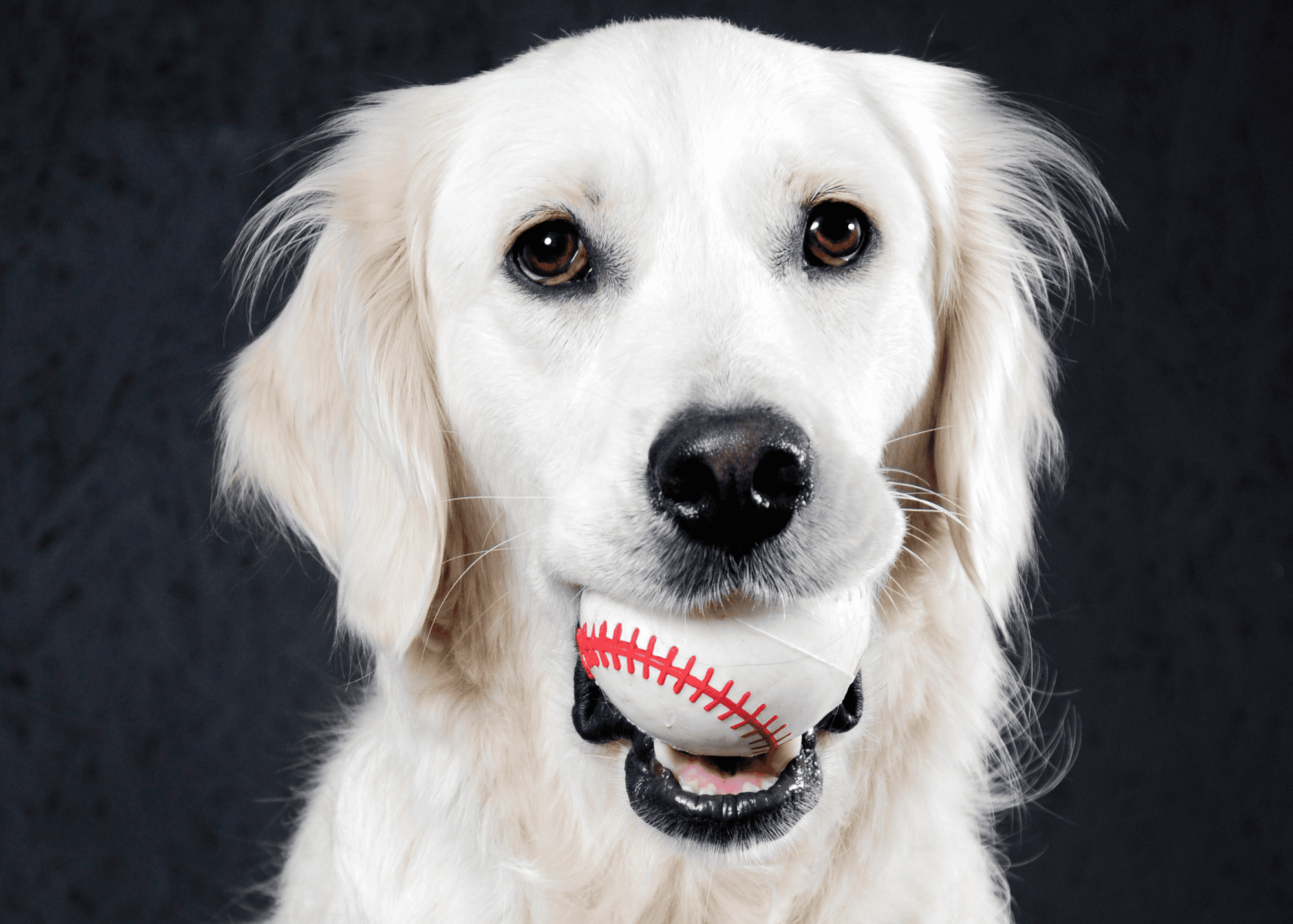 The Best Baseball Inspired Name Ideas For Your New Dog