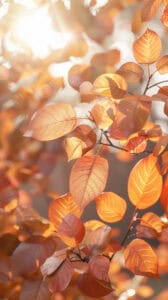 Ready for Fall? 100+ Stunning Wallpapers to Download Now!